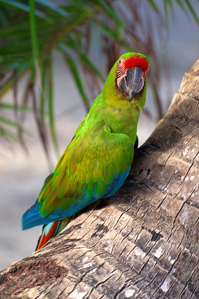 Río Plátano Biosphere Reserve – eScape