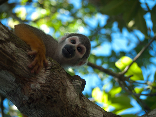 Monkeys of Costa Rica – eScape