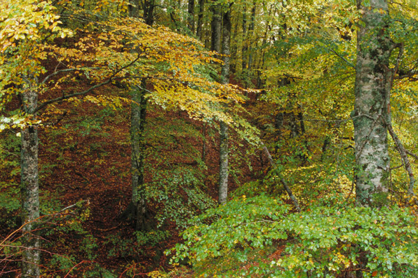 Snapshot: Irati Forest – eScape